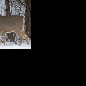 PGC adjusts doe-tag allocation | Sports | lancasteronline.com
