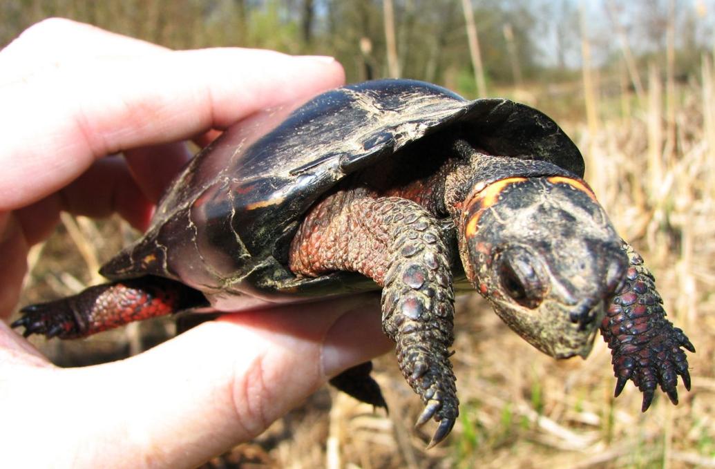 Federal endangered species rule are changing; these are species found ...