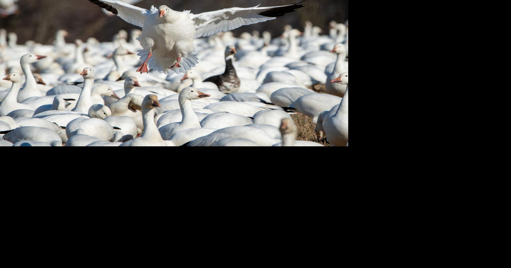 What to expect from 2024 snow geese migration at Middle Creek | Local ...