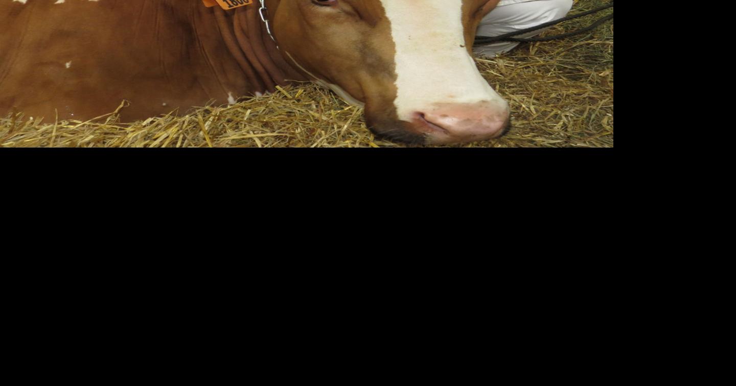 Farm Show dairy cow showing about more than ribbons | Local News ...