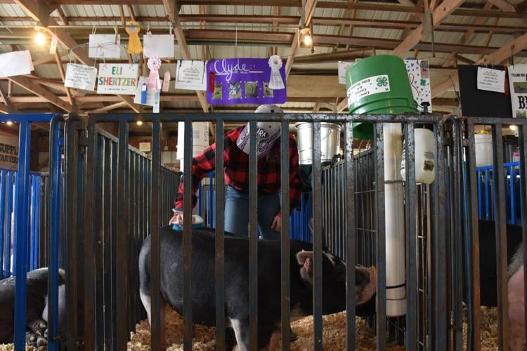 Families enjoy farm fun at West Lampeter Community Fair [photos ...
