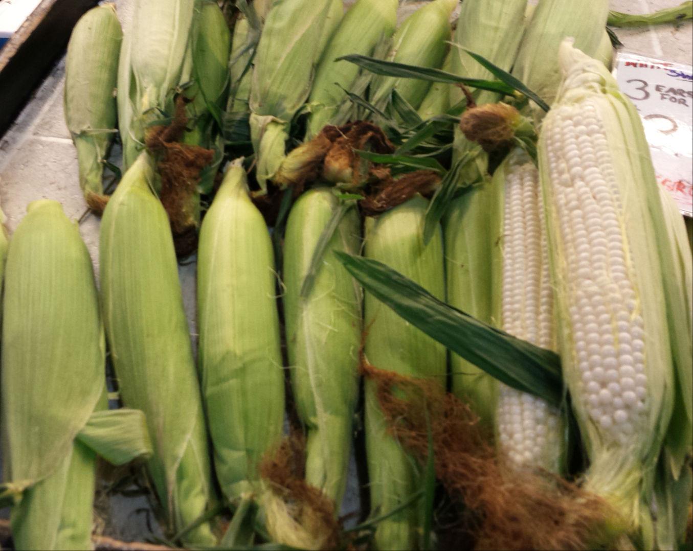 Strong start for sweet corn season: 'Crops are looking great' | Local ...