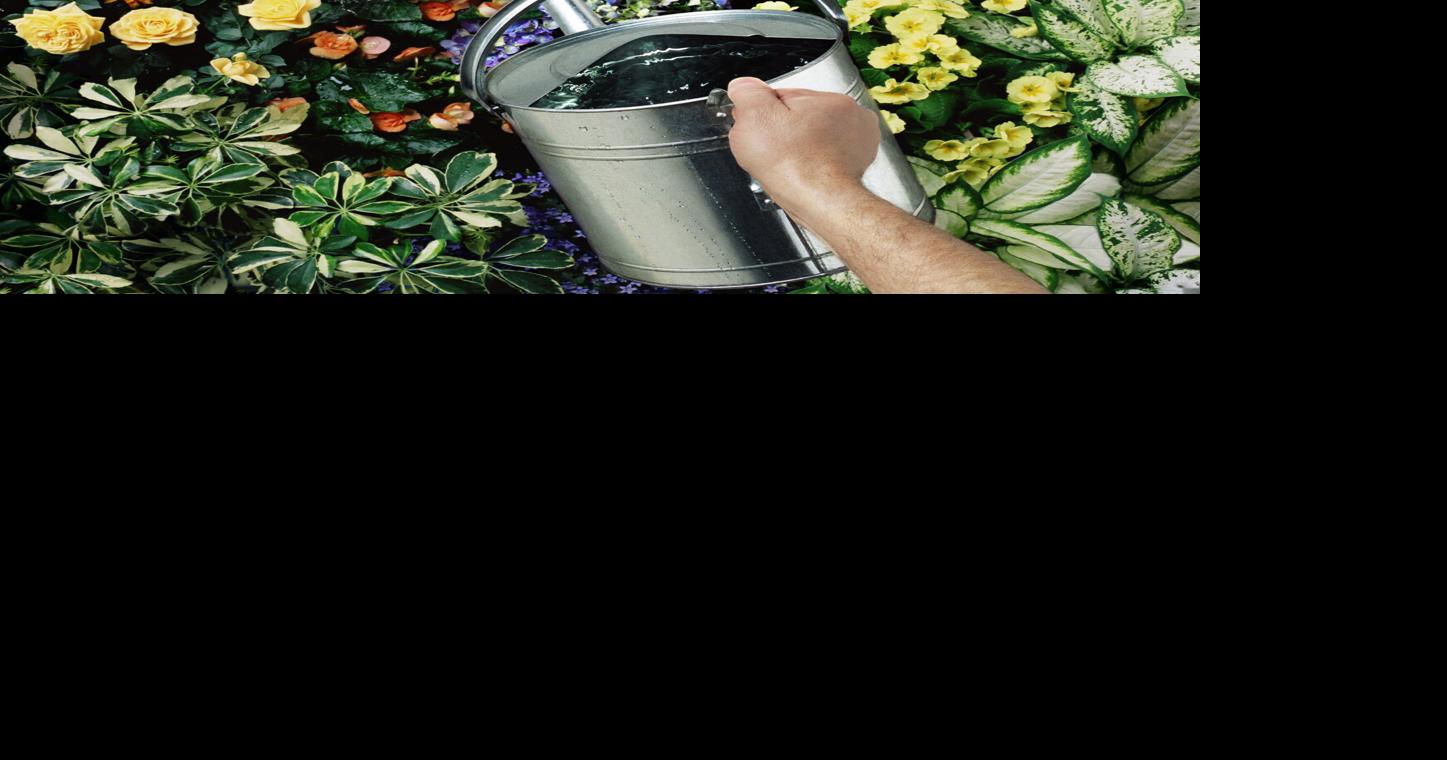 Cope with heat-related garden problems, including dry soil and pests ...