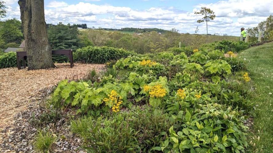 Here's how to use green mulch as a ground cover in your garden, plus ...