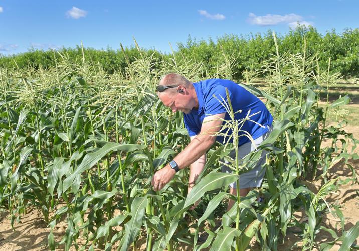Cherry Hill Orchards are abundant with crops maturing early [photos ...