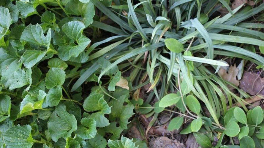 Here's how to use green mulch as a ground cover in your garden, plus ...