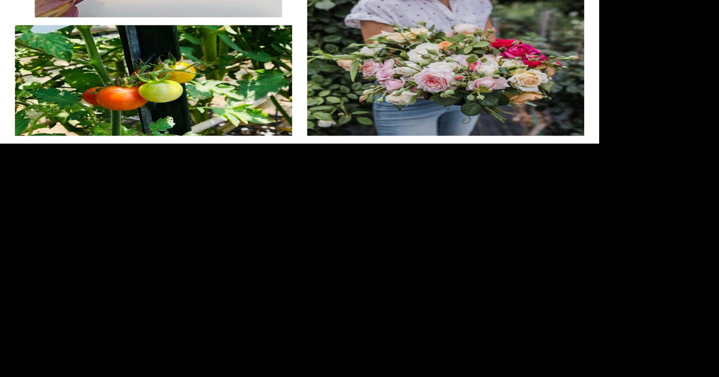 Lancaster County growers love growing these plants | Home & Garden ...