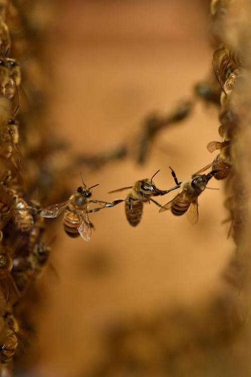 Honeybees festooning | | lancasteronline.com