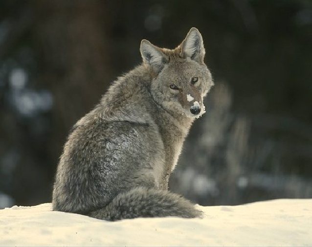 Hunters are taking aim at coyotes | Sports | lancasteronline.com