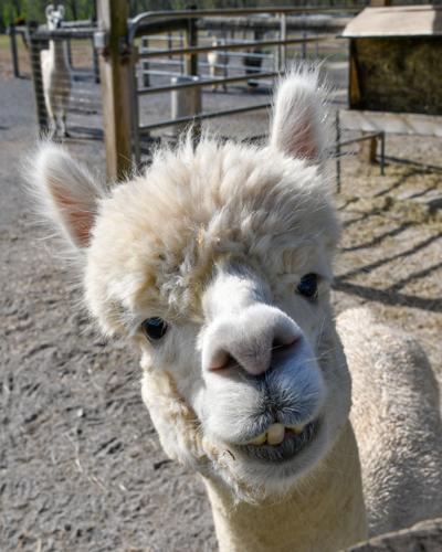 Eastland Alpacas hosted 17th annual open house in Mount Joy [photos ...