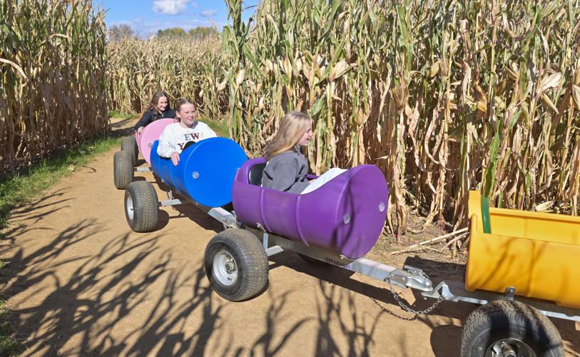 Oregon Dairy wraps up its fall season with corn maze, pumpkin chucker ...