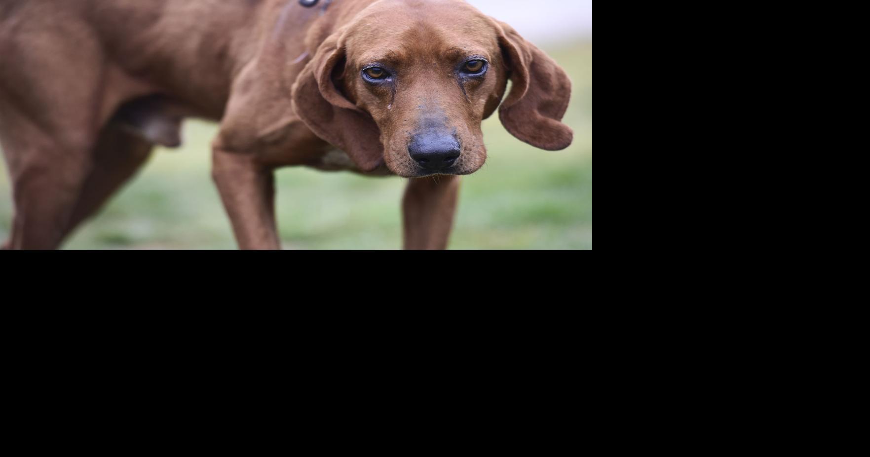 PET OF THE WEEK: Hound has high hopes for new year with new family ...