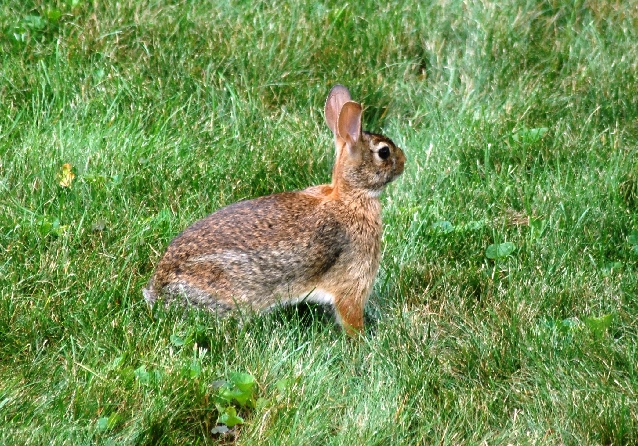 Youth get their own rabbit hunt | Sports | lancasteronline.com