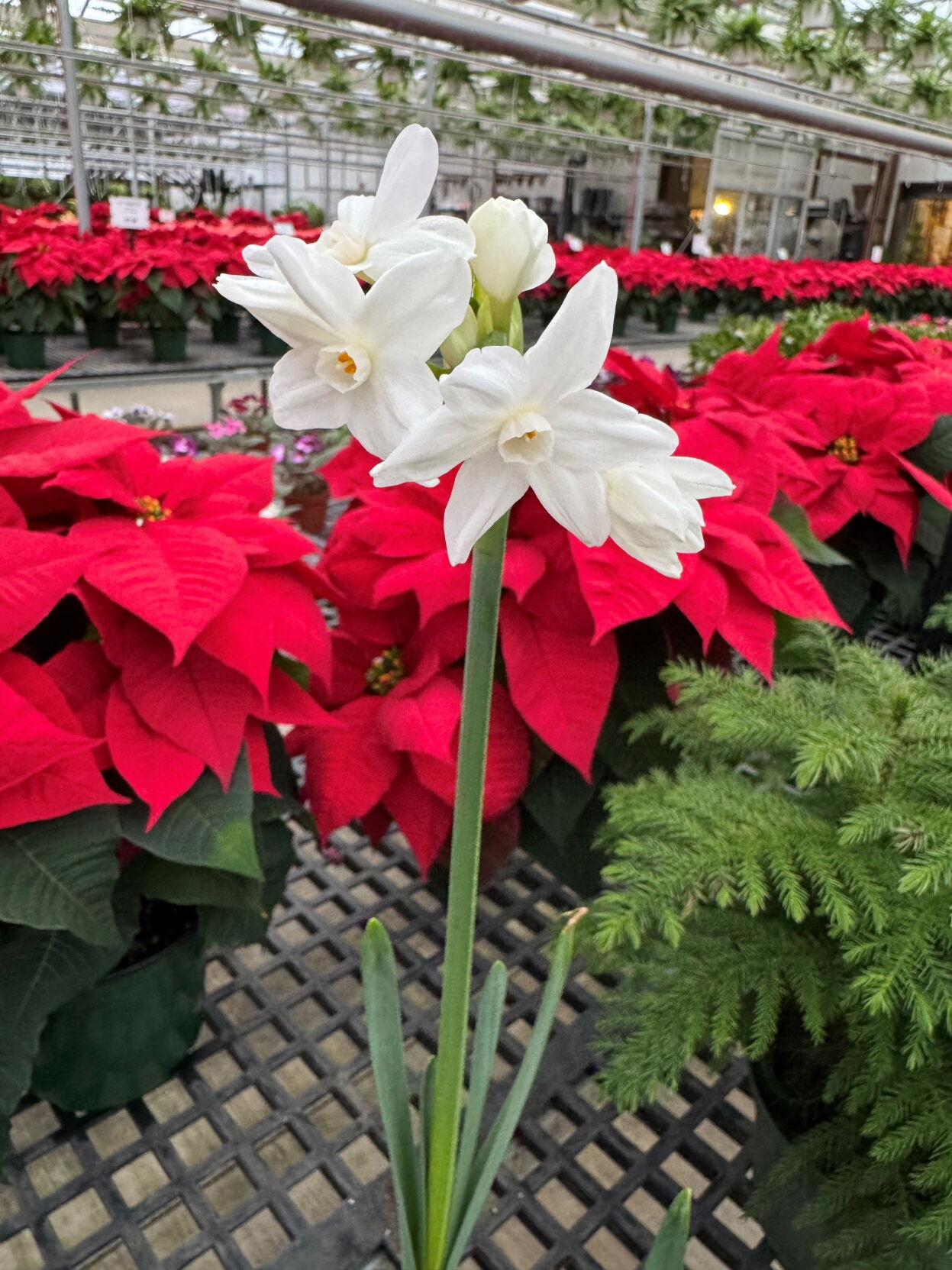 Holiday plants throughout Lancaster County [photos] | | lancasteronline.com