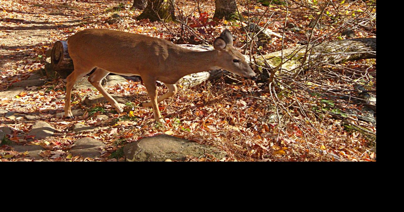 The season for applying for doe tags has begun | Outdoors ...