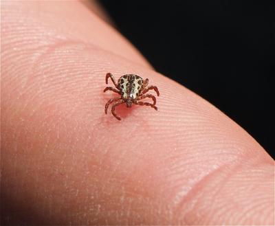 Rocky Mountain spotted fever rare here, but can be severe | Local News ...