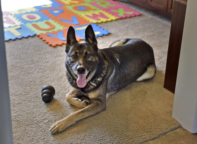 Police dog hangs up his badge, will spend retirement at his partner's ...