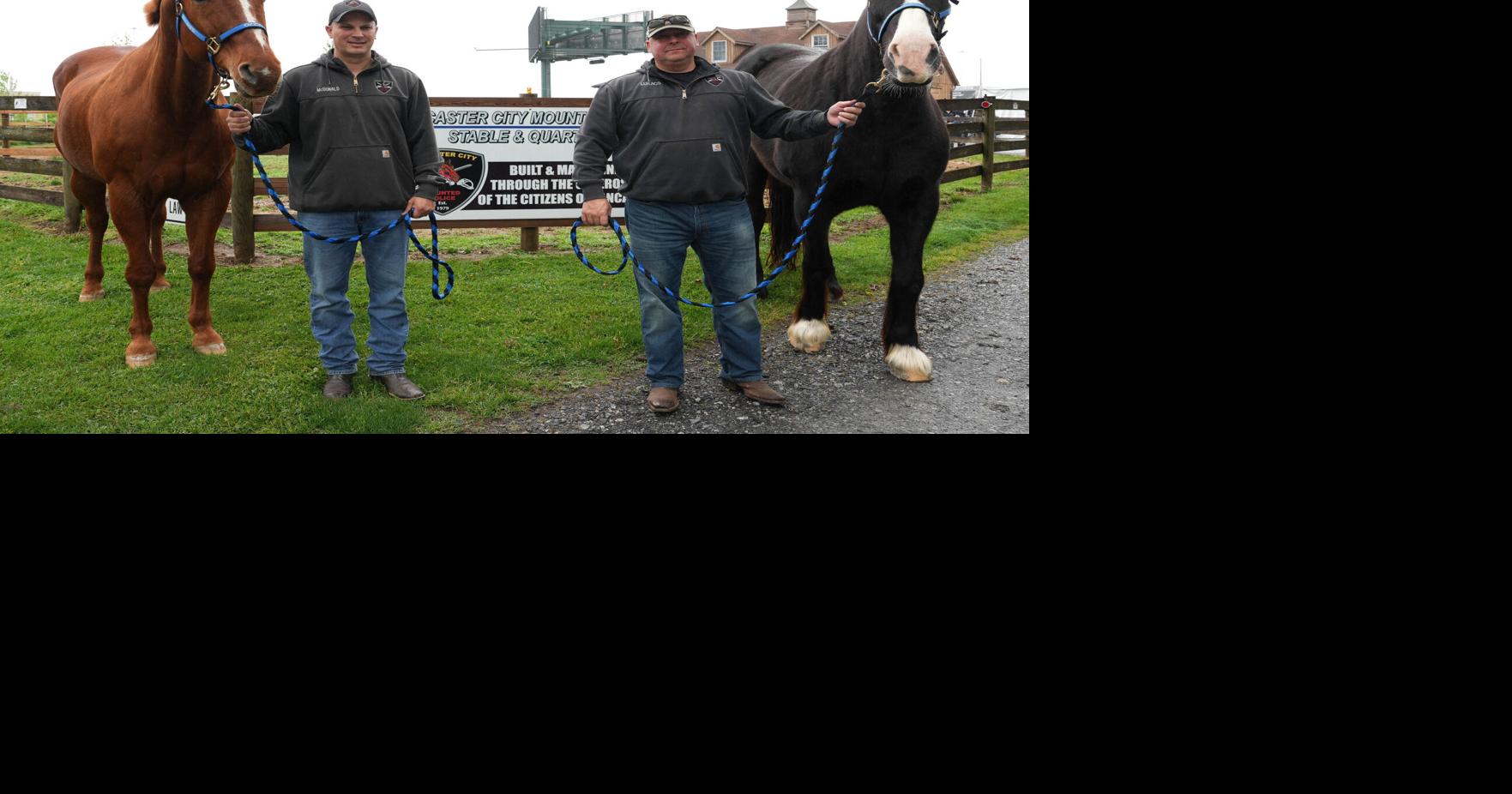 Retired Lancaster city police horse Liam dies | Local News ...