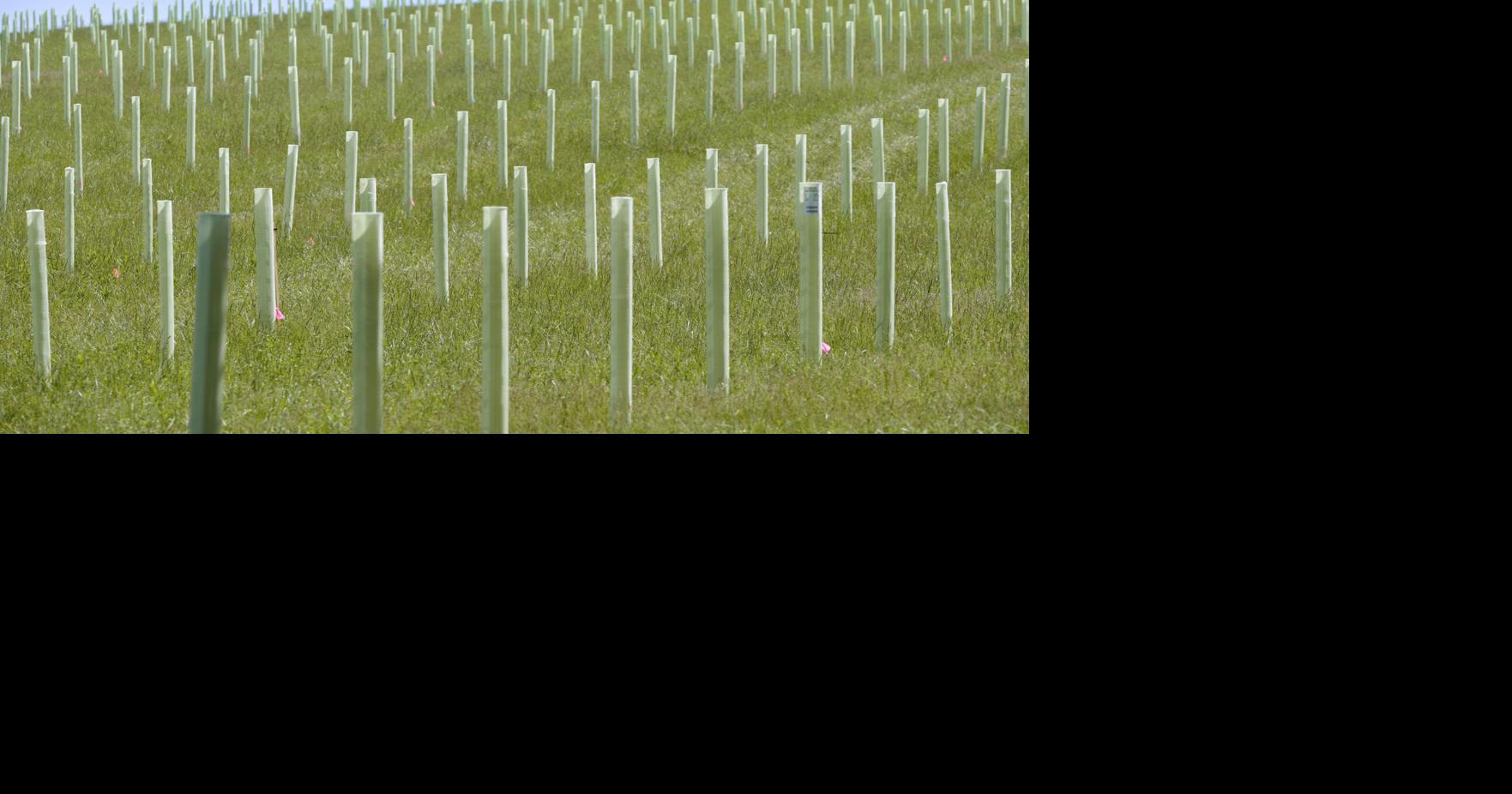 More than 13,000 trees planted near Octoraro Reservoir thanks to ...