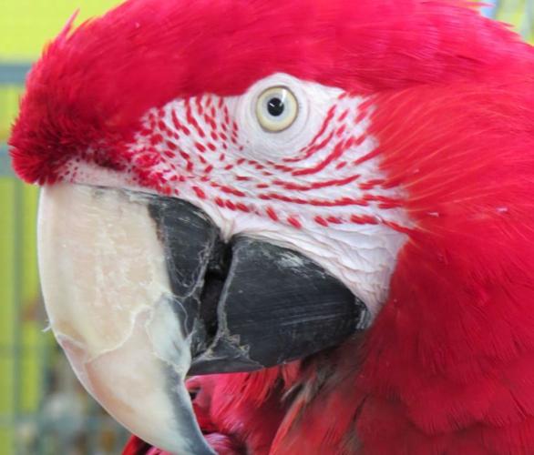 Homeless exotic birds have a sanctuary in Lancaster County | Outdoors ...