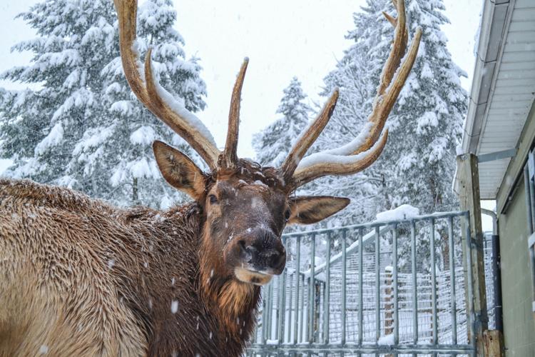 Visit ZooAmerica for free during Hershey attraction's Community Weekend ...