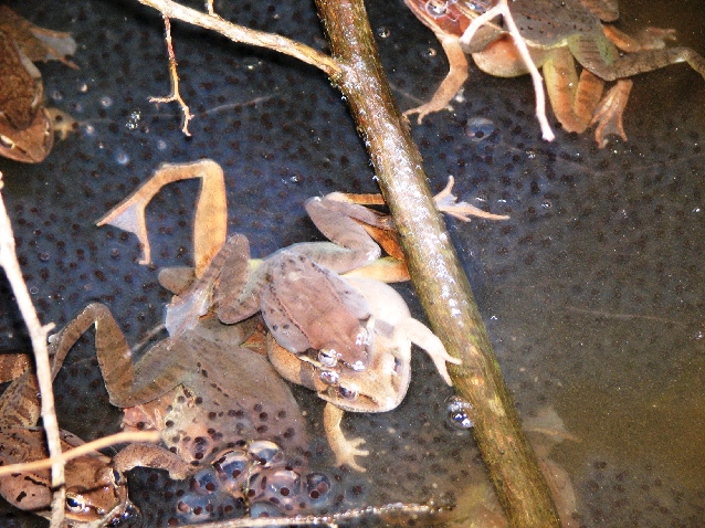 Frogs gone wild | Sports | lancasteronline.com