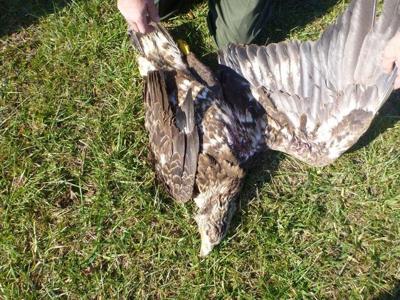hawk chicken kill