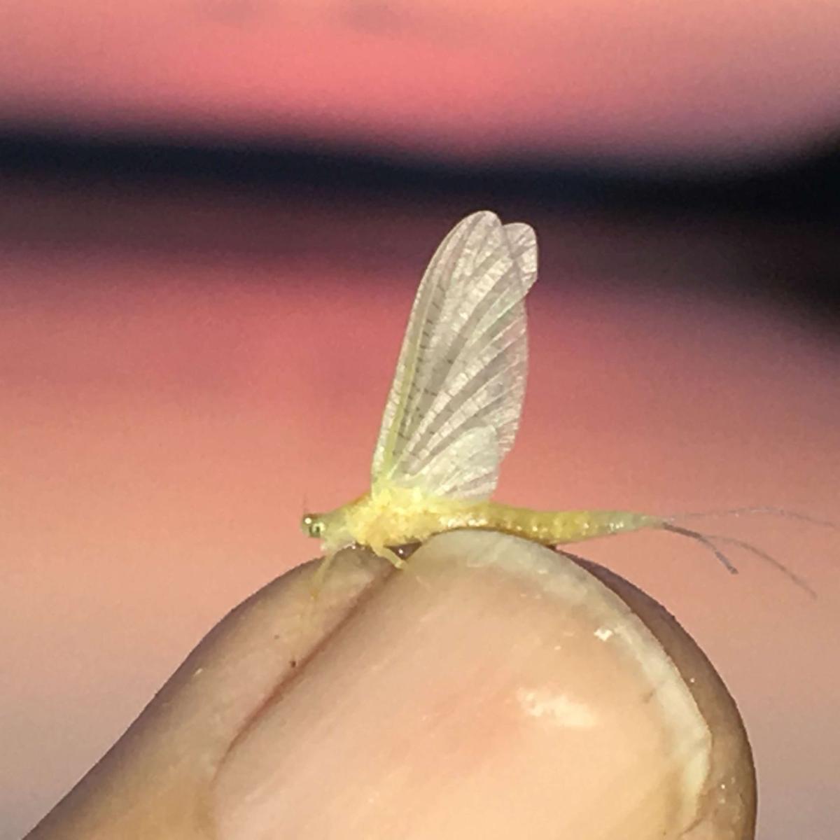 Clingy mayflies again swarm Columbia area from Susquehanna River ...