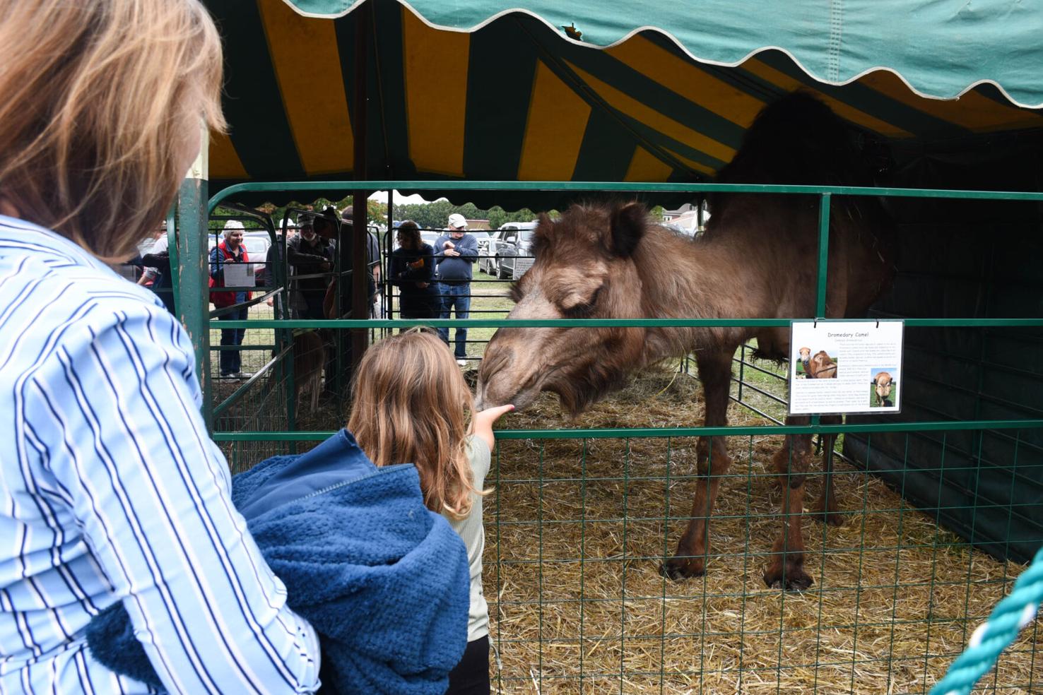 Your complete guide to Lancaster County's 2024 fairs, including what's ...