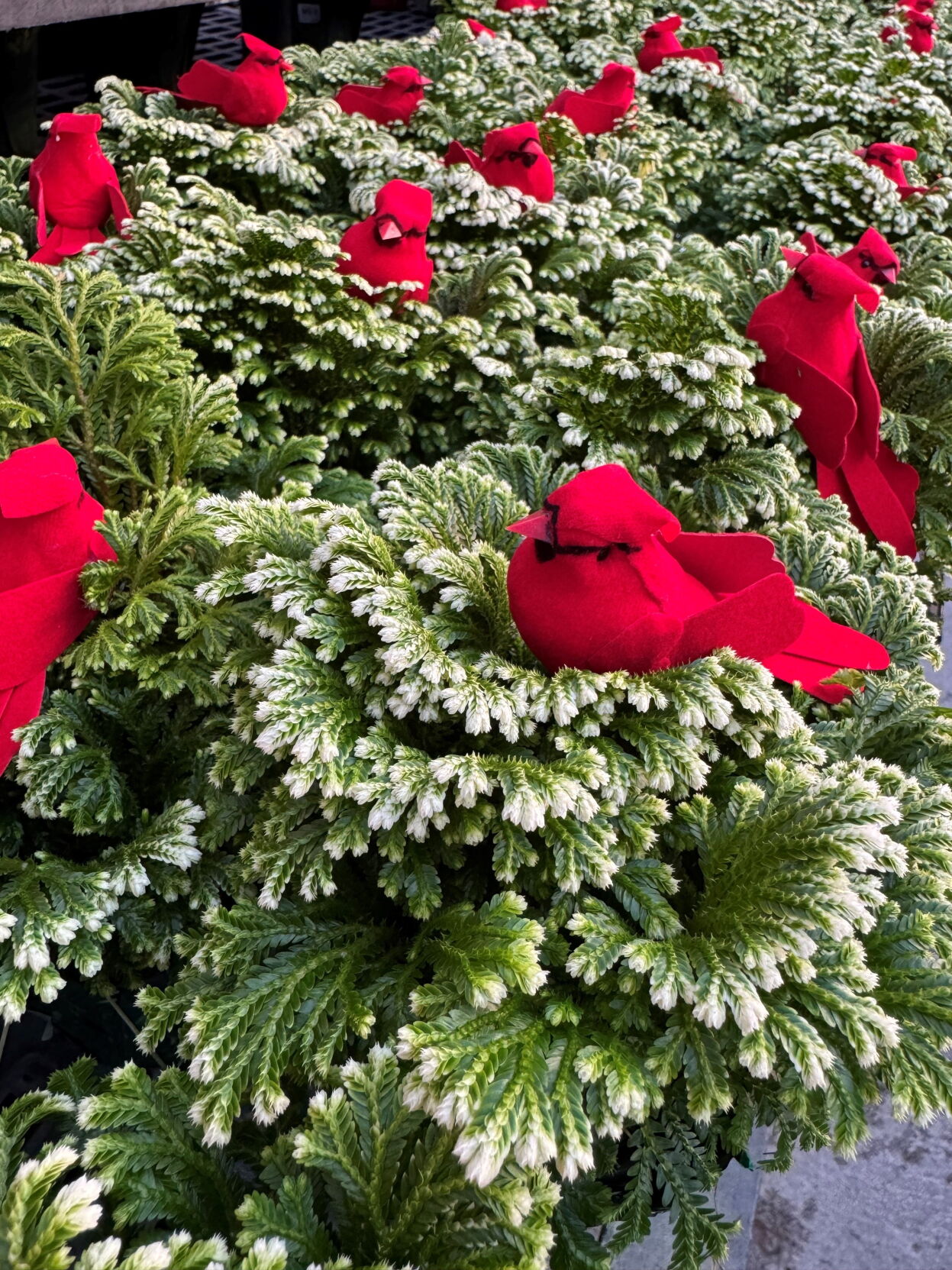 Holiday plants throughout Lancaster County [photos] | | lancasteronline.com