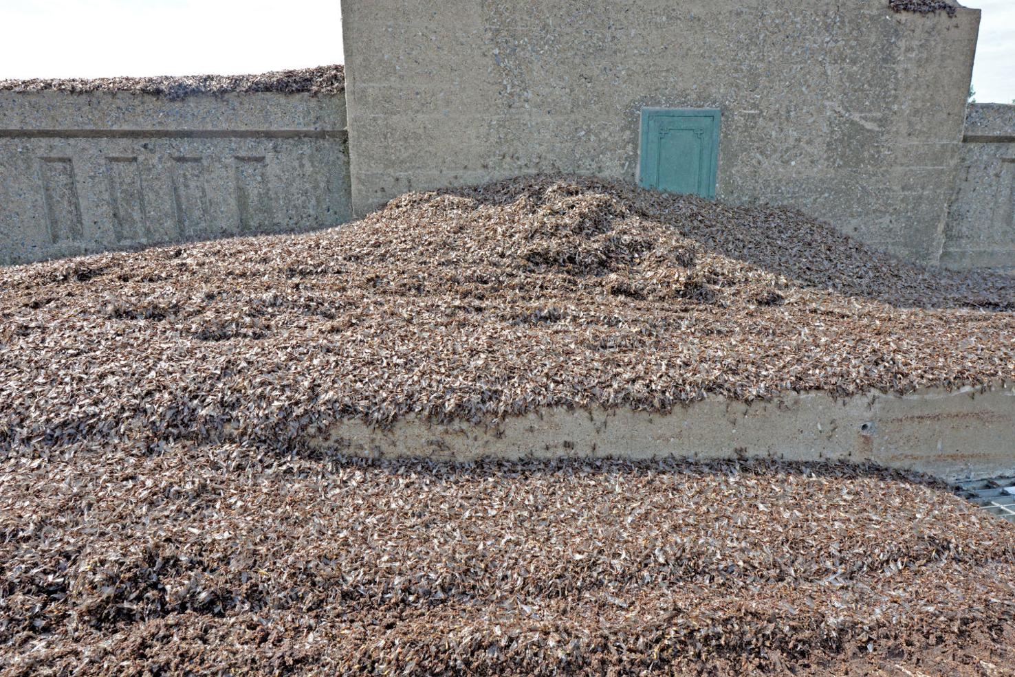 Clingy mayflies again swarm Columbia area from Susquehanna River ...