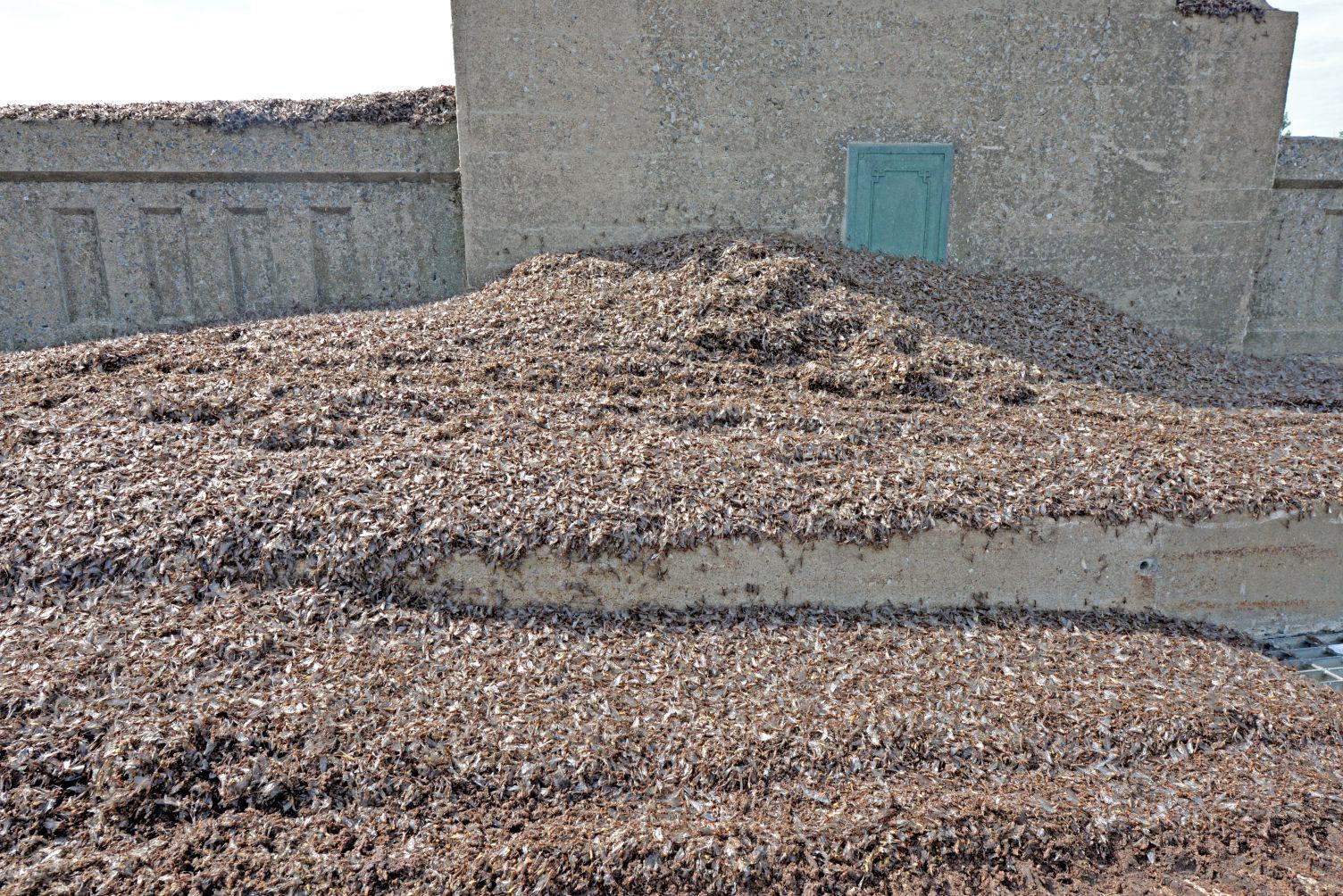 Clingy mayflies again swarm Columbia area from Susquehanna River ...