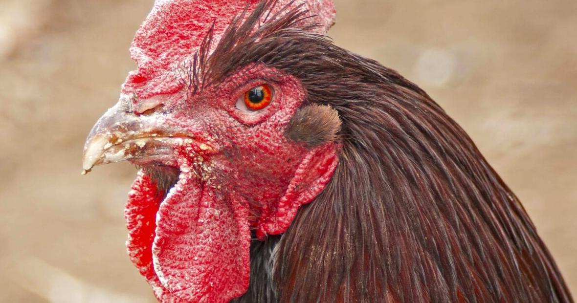 Beware the attack of the guard rooster [I Know a Story column ...