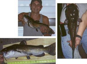 Here are the record fish catches in Pennsylvania, including Lancaster ...