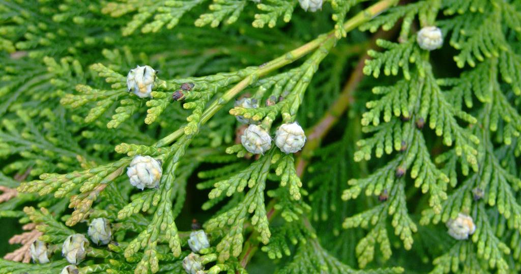 evergreen shrub identification