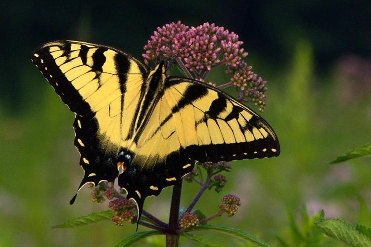 What's happened to Lancaster County's butterflies this summer ...