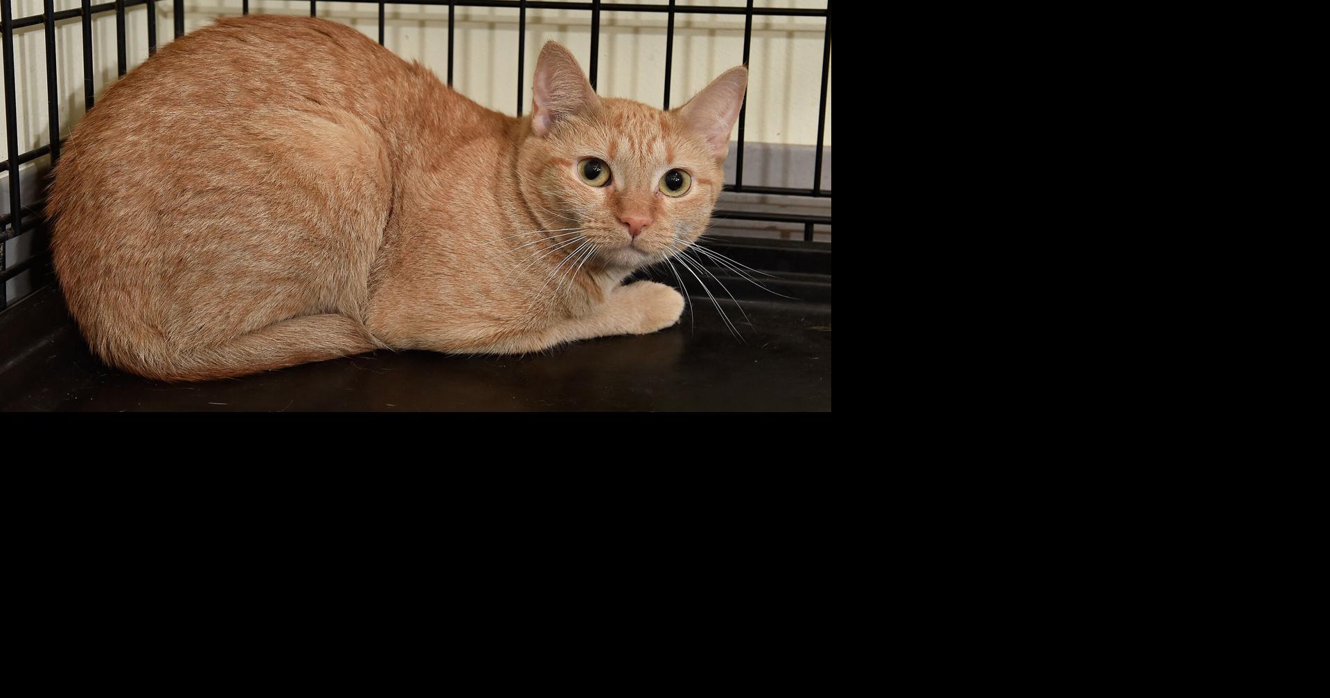 Pet of the Week: Primrose, an orange, domestic shorthair cat | Local ...