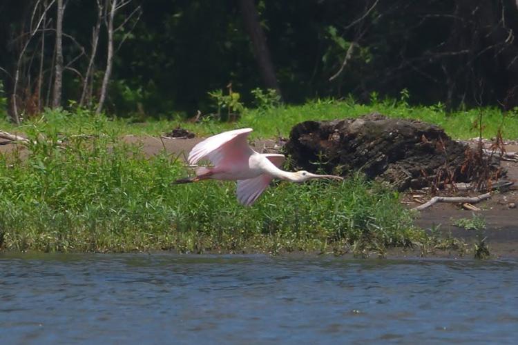Isn't she pretty in pink? Rare roseate spoonbill sighted in Lancaster ...