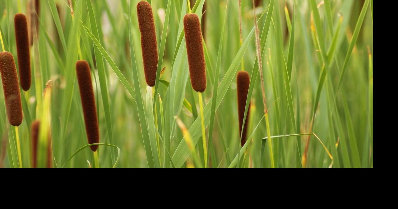 This class at Hans Herr House teaches how cattails provide food ...