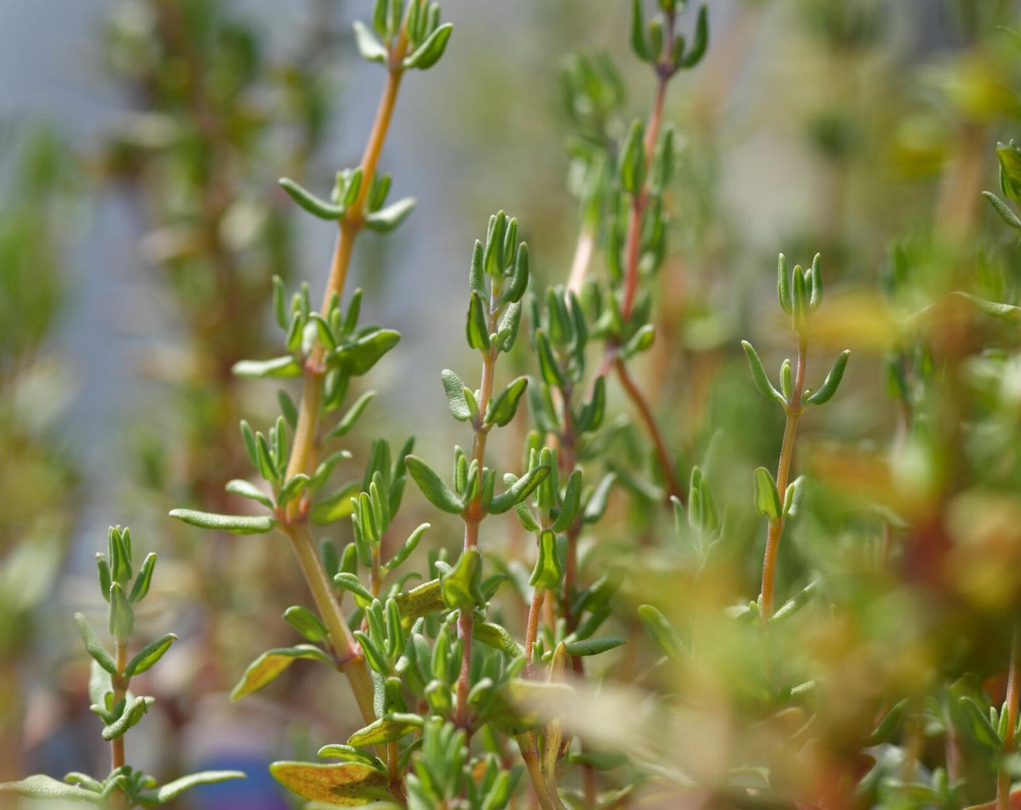 Tour 7 gardens in Columbia, including these neighbors who share plants ...