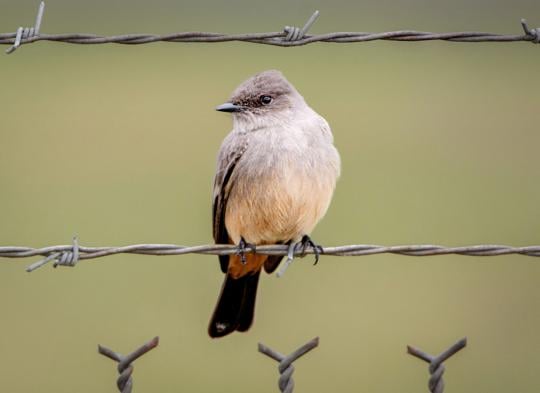 Want to try birding? Here are tips for beginners from the Lancaster ...