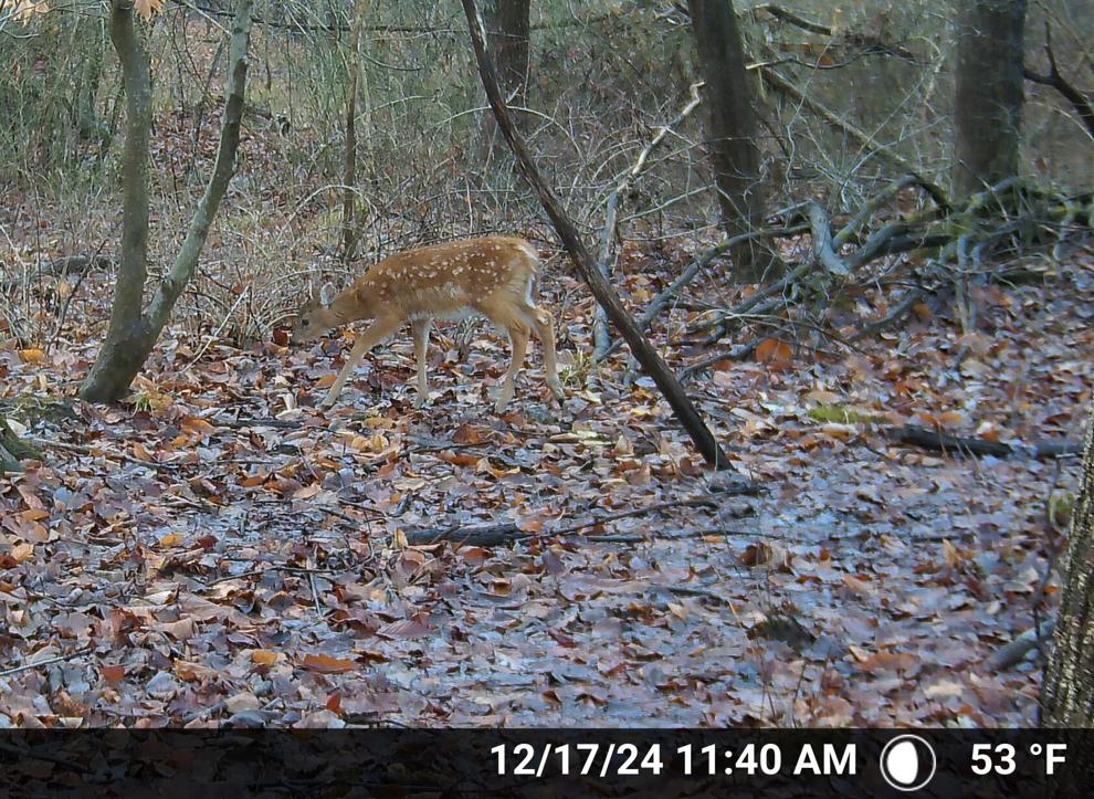 How does a baby deer survive alone? | Outdoors | lancasteronline.com