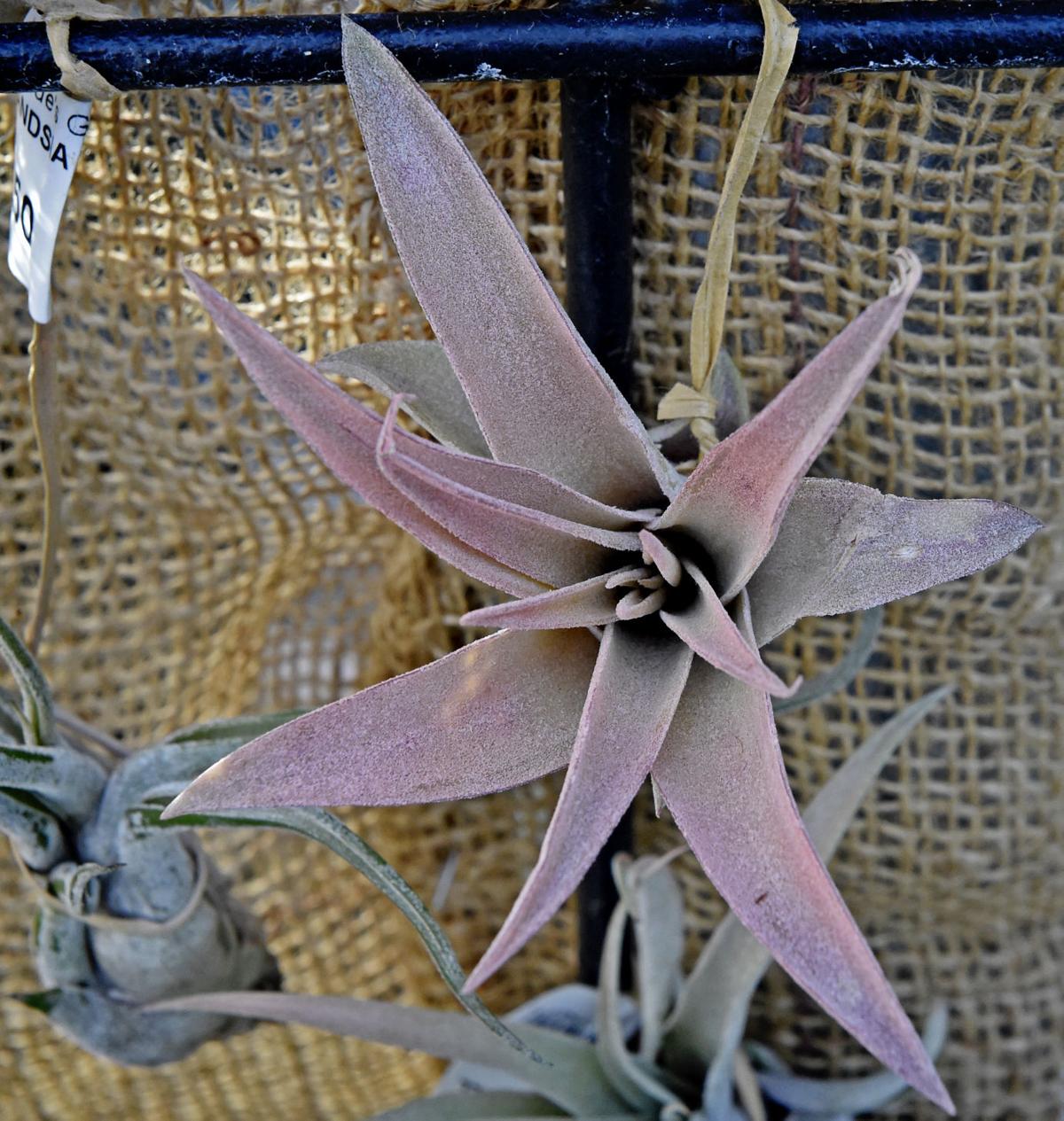 Air plants: sculptural, edgy and easy | Home + Garden | lancasteronline.com