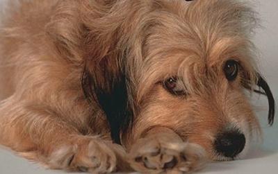 'Benji' turns 40: The top 5 highest-grossing dog movies of all time ...