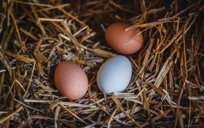 Why spring eggs are eggs-tra special [recipe] | Life & Culture ...