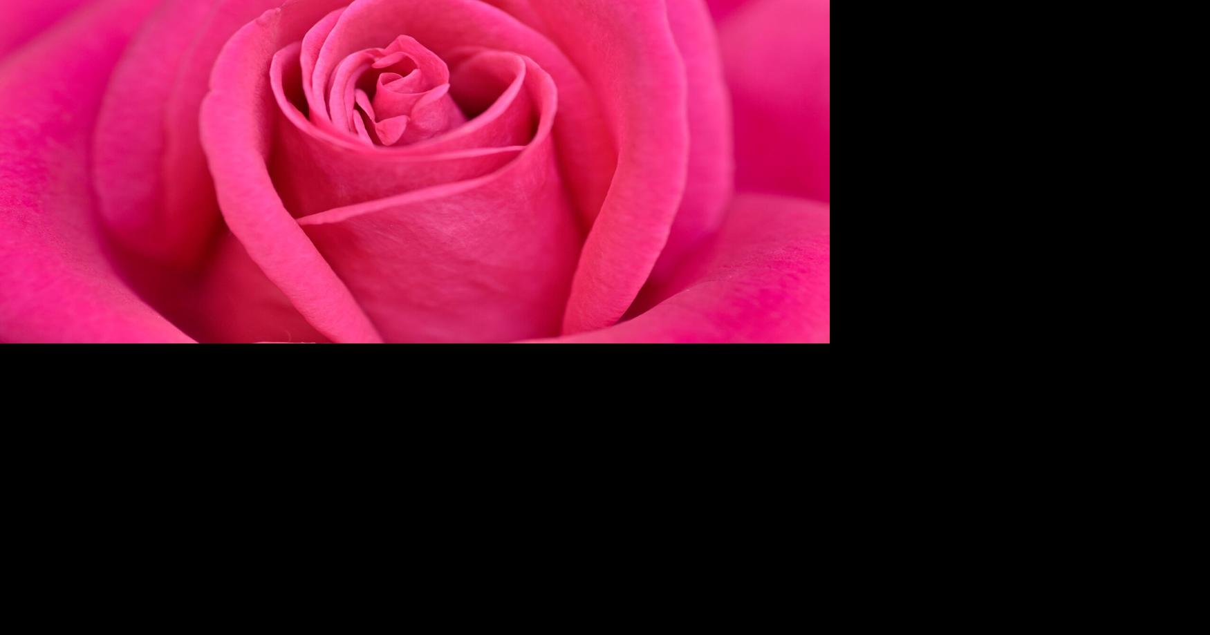 The top roses at central Pennsylvania's rose show [photos] | Home ...