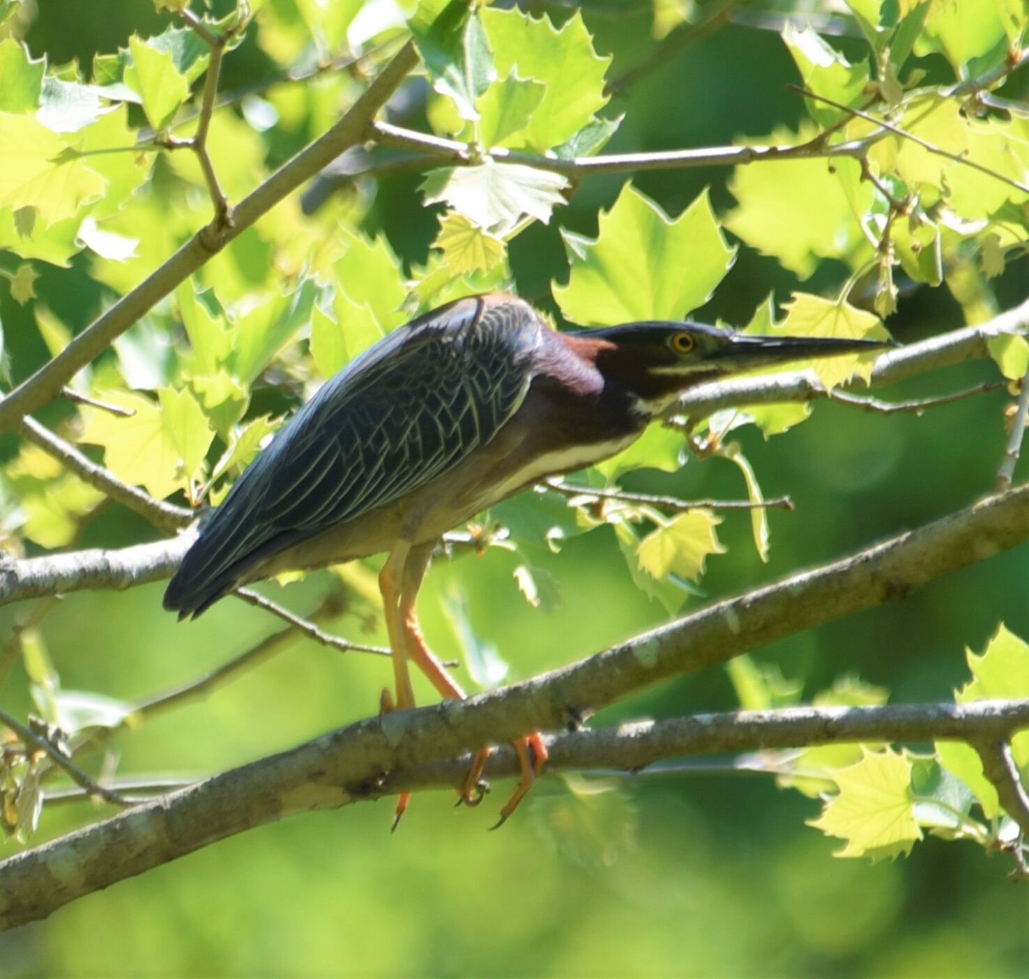 Along scenic Octoraro Creek, a pop-up nature preserve readies to open ...