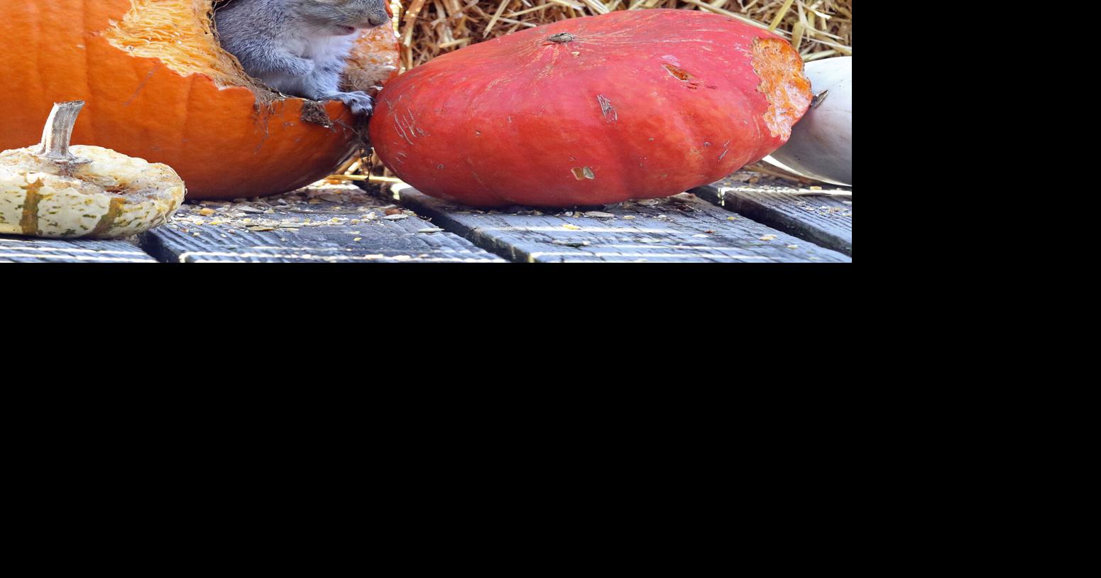 10 Lancaster County fall festivals to check out this October ...