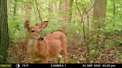Time to start thinking of doe tags, elk licenses [column] | Outdoors ...
