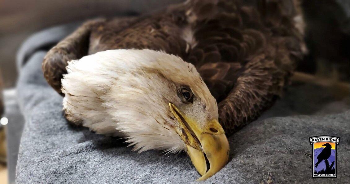 Dying bald eagle at Raven Ridge Wildlife Center | | lancasteronline.com
